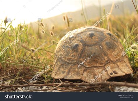 Scared Turtle Hiding Shell Stock Photo 1391310149 Shutterstock