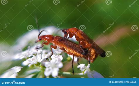 Macro Shot Of A Couple Of Red Bugs Mating On White Flowers Stock Photo Image Of Couple Macro