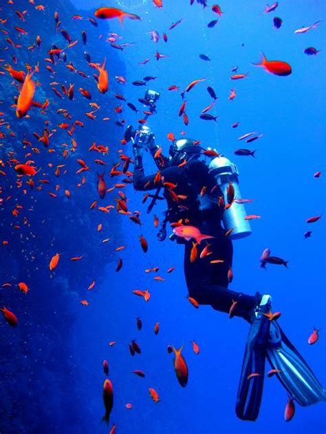 7 Idées De Sous La Mer Sous La Mer Paysage Sous Marin Plongée Sous Marine