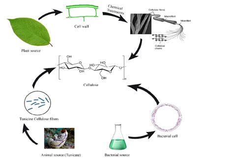Cellulose Sources And The Flow Chart Of Different Production Methods