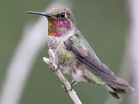 Annas Hummingbird Has Mastered The Art Of Flight Boasting An Array Of