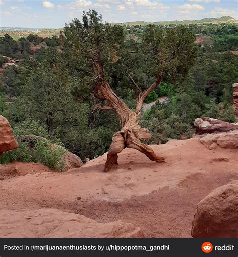 Thicc Tree Scrolller