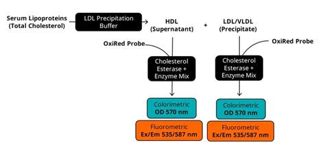 Cholesterol Assay Kit HDL And LDL VLDL Ab65390 Abcam