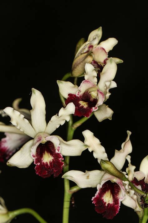 8 Genus Schomburgkia Ideas Orchids Cattleya Beautiful Orchids