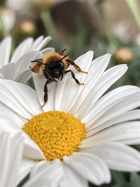 Bee Pollination Insect Free Photo On Pixabay Pixabay