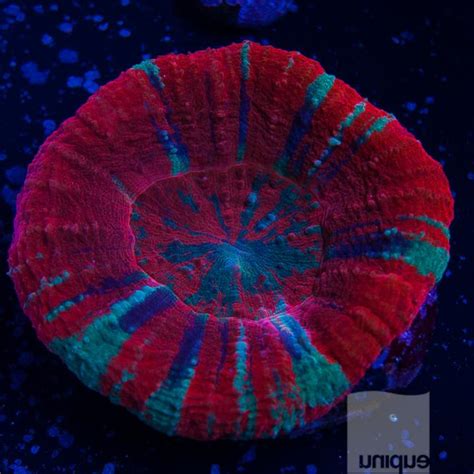Its Time To Rethink Scolymia Reef2reef