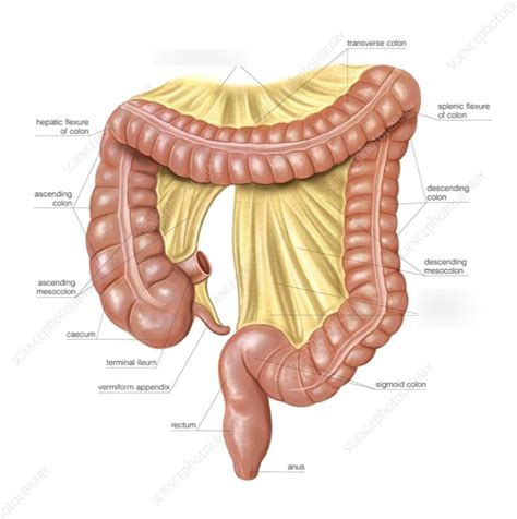 Diagram Of Mesocolon Quizlet