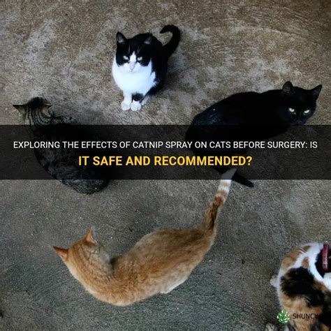 Exploring The Effects Of Catnip Spray On Cats Before Surgery Is It Safe And Recommended ShunCy