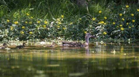 Montfrin Les Risques Naturels Li S L Eau Le Th Me Du Troisi Me Week End Climat