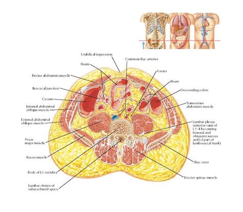 Transverse Section Of Abdomen Level Of S1 Anterior Superior Iliac Spine