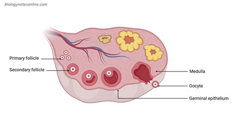Ovary Anatomy Biology Notes Online