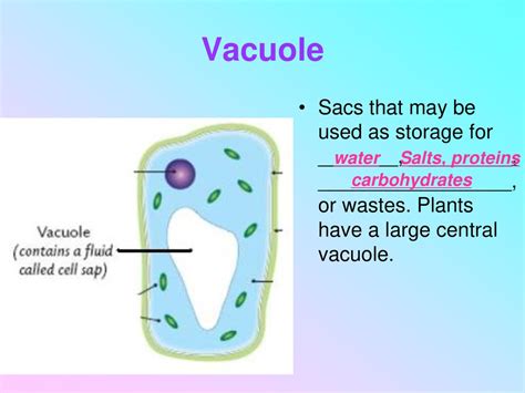Unit 3 Microscopes Cells And Viruses Ppt Download