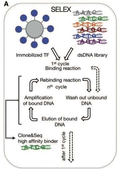 Experimental Procedures For Detecting Functionally Related Sequences Topics In Bioinformatics