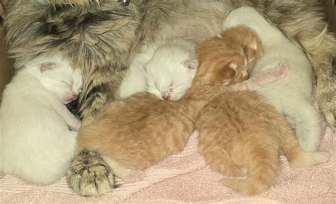 Cheeto On Breeder Watch Male Siberian Kitten For Sale In Connecticut United States Profile