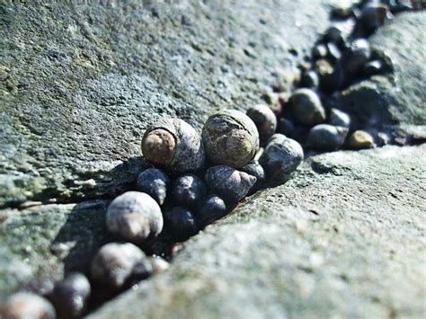 Foto By Juan Carlos Ponce Campuzano Download Scientific Diagram