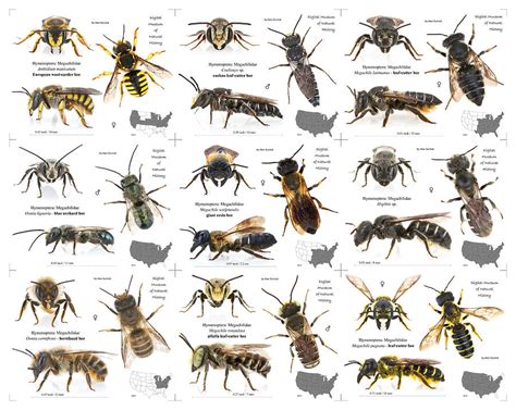 Leaf Cutter Bees Digital Art By Alex Surcica Fine Art America