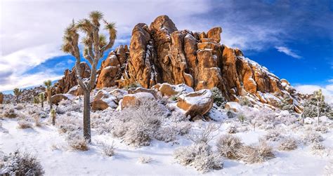 Joshua Tree Seasons — Visit Joshua Tree