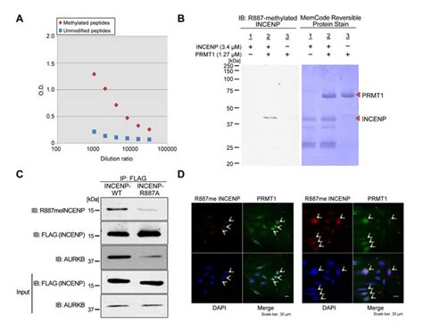 oncotarget prmt1 promotes mitosis of cancer cells through arginine
