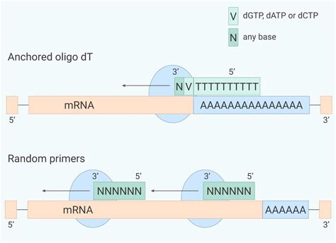 Precautions For Rna Reverse Transcription Experiments News Geneture