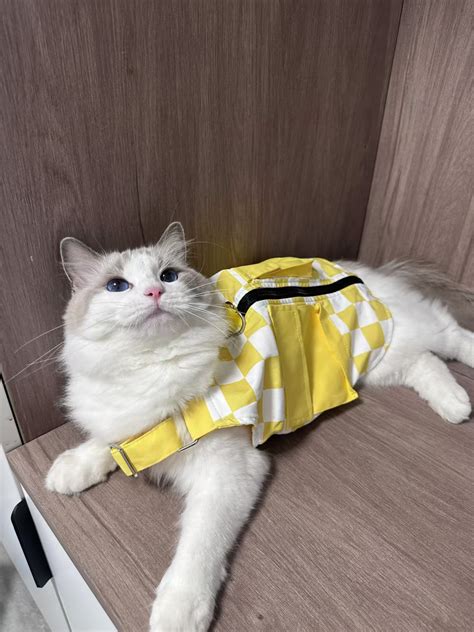 【有貨】寵物狗狗貓咪衣服撞色格子工裝風背帶上衣可牽引馬甲超酷拉鏈背心 蝦皮購物