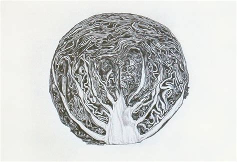 A Drawing Of A Tree With Many Branches In The Shape Of A Ball On A White Background