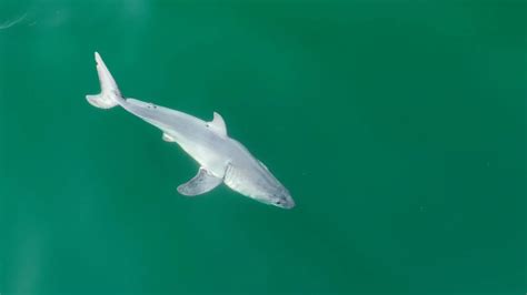 One Of The Holy Grails Of Shark Science Watch 1st Ever Footage Of