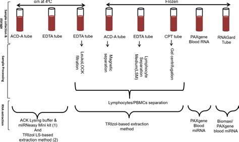 Sample Collection Processing And Rna Extraction Whole Blood Was