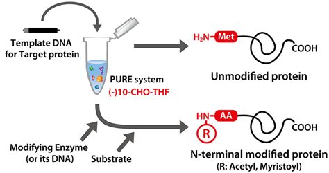 Regulated N Terminal Modification Of Proteins Synthesized Using A Reconstituted Cell Free