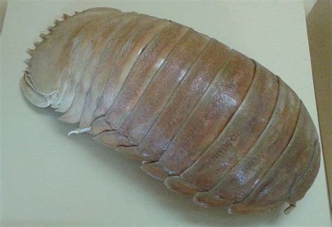 Facts About The Bathynomus Giganteus The Largest Isopod