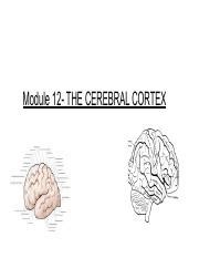 Copy Of Module The Cerebral Cortex Pdf Module THE CEREBRAL CORTEX Describe The
