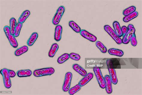 Clostridium Difficile Seen Under Optical Microscopy Photo Dactualité Getty Images