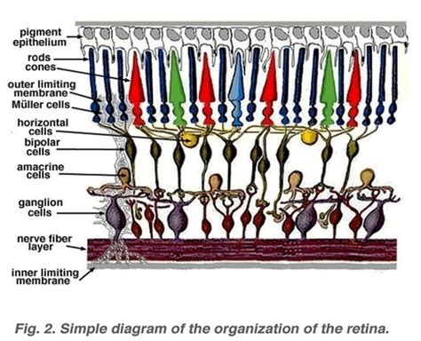 Retina Layers Diagram Anatomy System Human Body Anatomy Diagram And