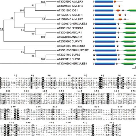 Pdf Expression Analysis Of Genes Encoding Malectin Like Domain Mld