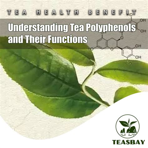 Understanding Tea Polyphenols And Their Functions Teasbay Buy Best