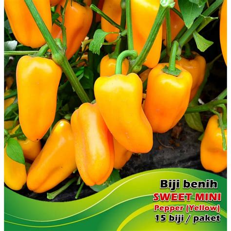 Biji Benih Sweet Mini Pepper Yellow 15 Biji Sepacket Chili Seeds