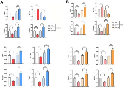 down regulation of ezh2 genes targeting runx3 affects proliferation