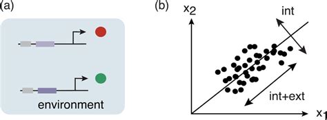 Measuring Intrinsic And Extrinsic Noise In Gene Expression A Two