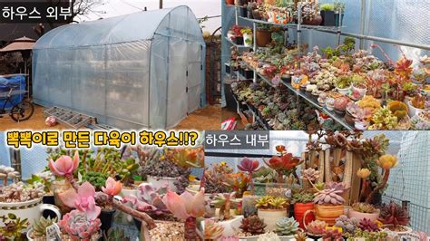 다육이 하우스뽁뽁이 전부 다시 지었어요 무려 15배 크기 4000개는 들어갈듯해요 Youtube