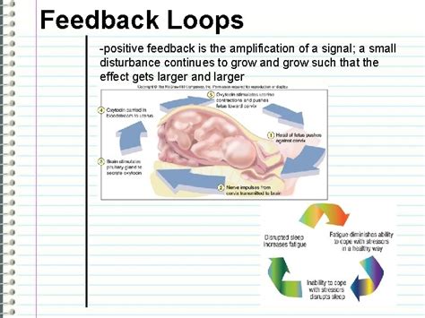 Feedback Loops Feedback Loops Manage Homeostasis In The