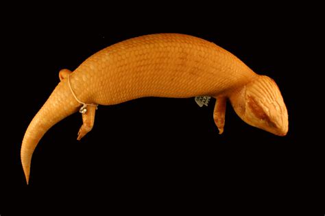 Tiliqua Multifasciata Field Guide And Catalogues