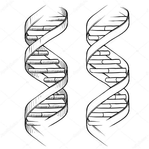 Dna Double Helix Sketch Stock Vector Image By ©lhfgraphics 13987763
