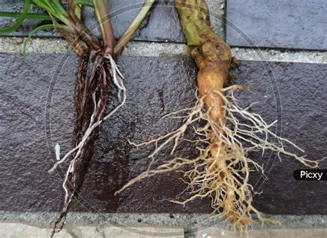 Monocot Fibrous Root