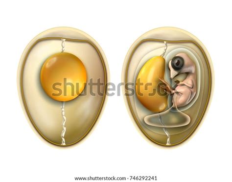 Birds Egg Parts Embryo Digital Illustration Stock Illustration Shutterstock