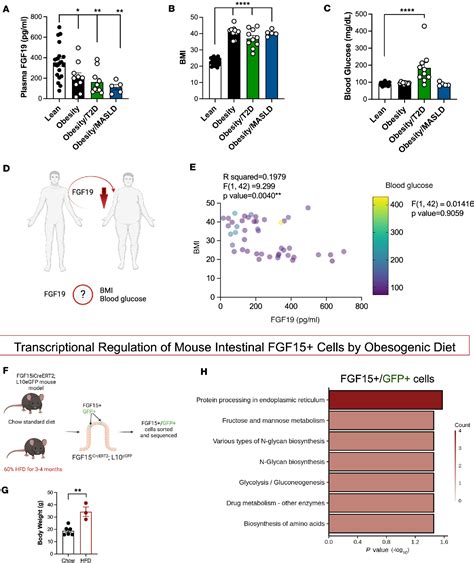 Figure 1 From Intestinal Fgf15 Regulates Bile Acid And Cholesterol