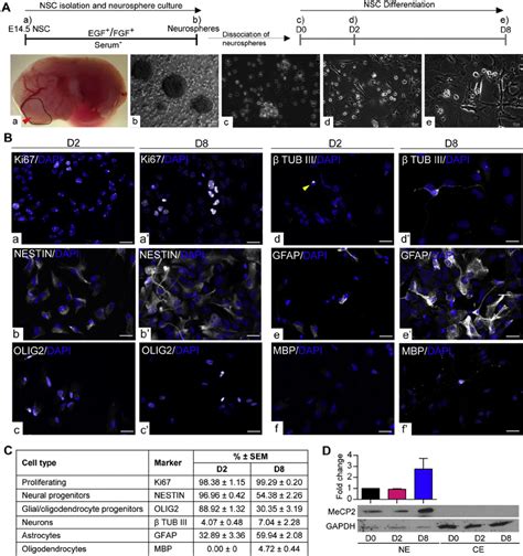 Differentiating Neural Stem Cell Nsc Model A Schematic
