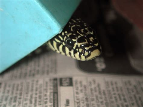 How To Choose The Best Bedding For Your Pet Snake
