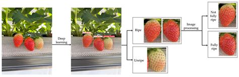 Strawberry Detection And Ripeness Classification Using Yolov8 Model And Image Processing Method