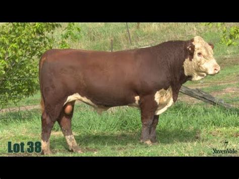 Lot 038 Yavenvale Twister T442 Youtube