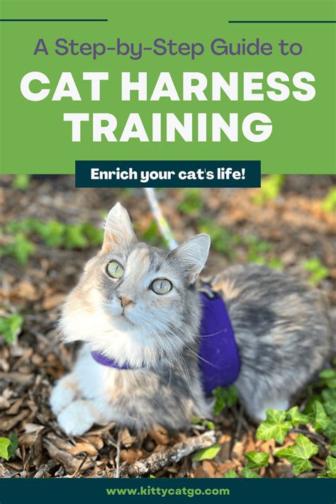 a step by step guide to cat harness training artofit
