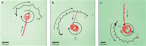 Noncontact Manipulation Of Microbeads Is Achieved Using Two Tailed Download Scientific Diagram